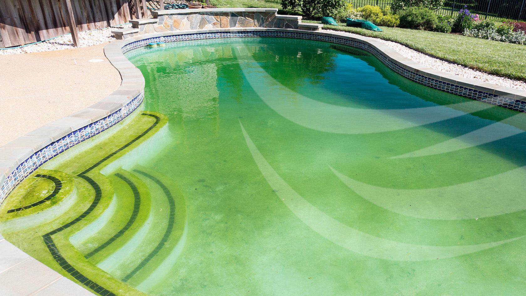 Why is there Algae in my pool? (and why you shouldn’t panic) – Penguin ...